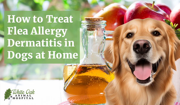 How to Treat Flea Allergy Dermatitis in Dogs at Home: 6 Proven Natural ...